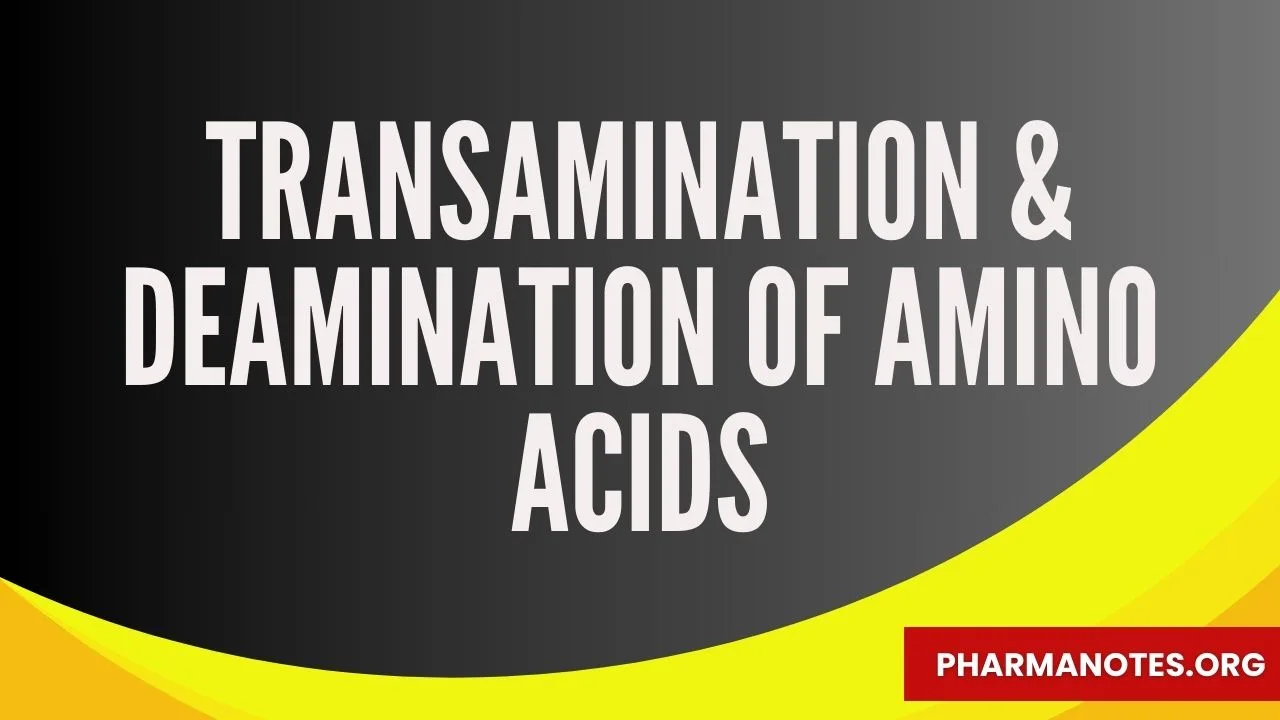Transamination & Deamination of amino acids - Pharmanotes