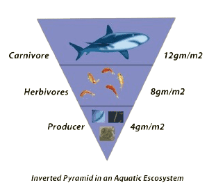 Ecological Pyramids - Pharmanotes